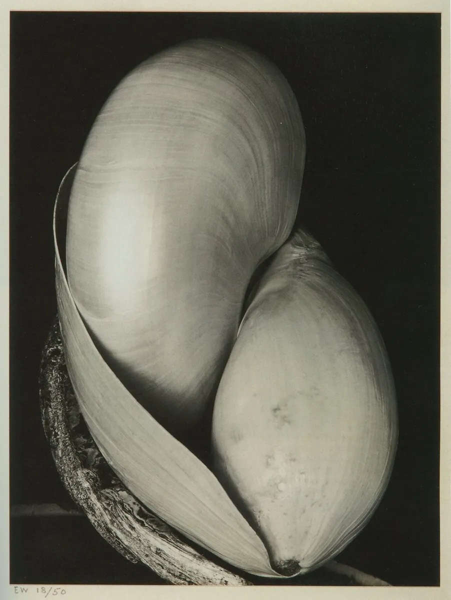 Edward Weston - Shells, 1927